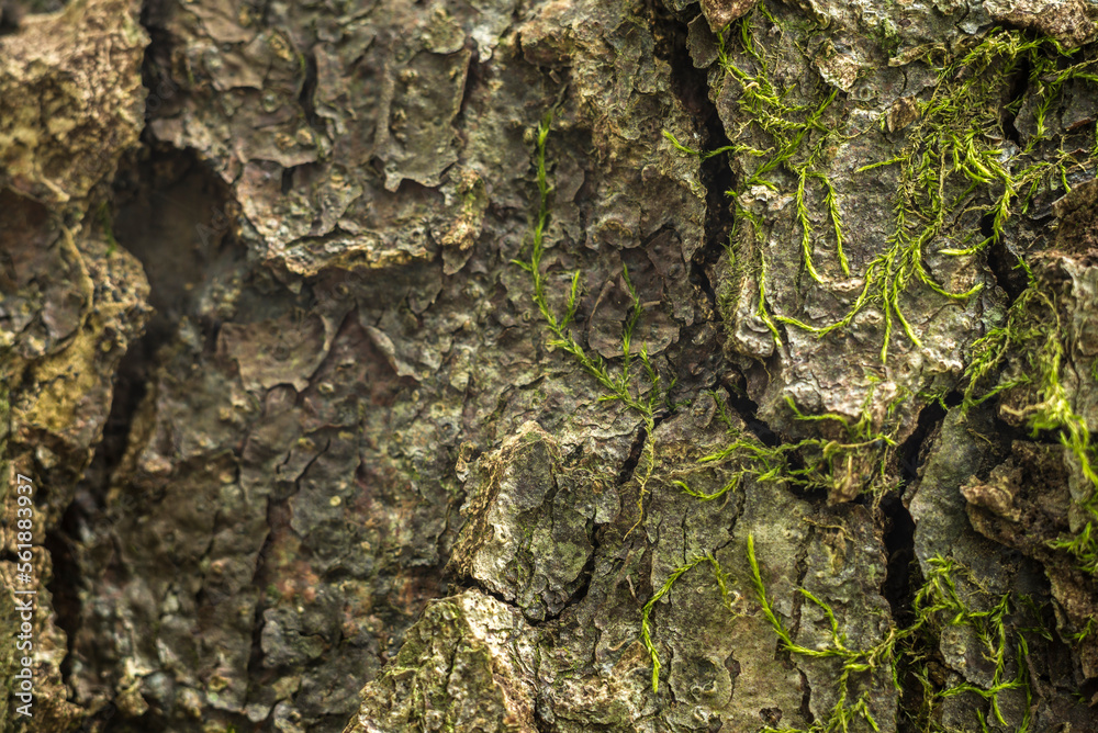 texturas naturales, árbol, corteza, con textura, naturaleza, madera ...