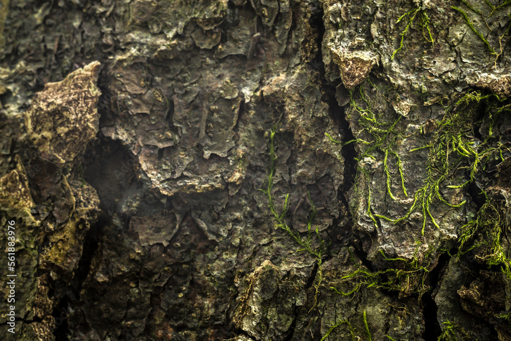 texturas naturales, árbol, corteza, con textura, naturaleza, madera ...