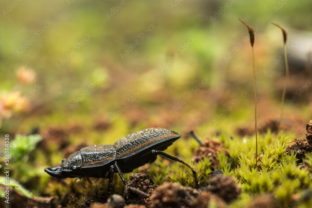 cantauria, insecto, seta, naturaleza, fúngico, bosque, otoñal, césped ...