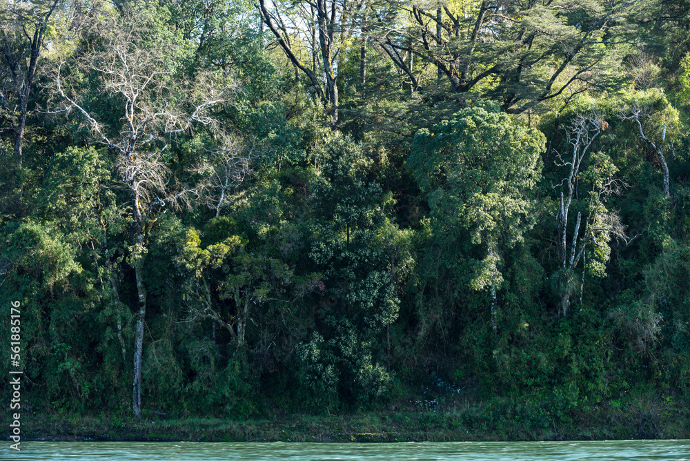 bosque, árbol, naturaleza, árbol, paisaje, cielo, verde, madera ...
