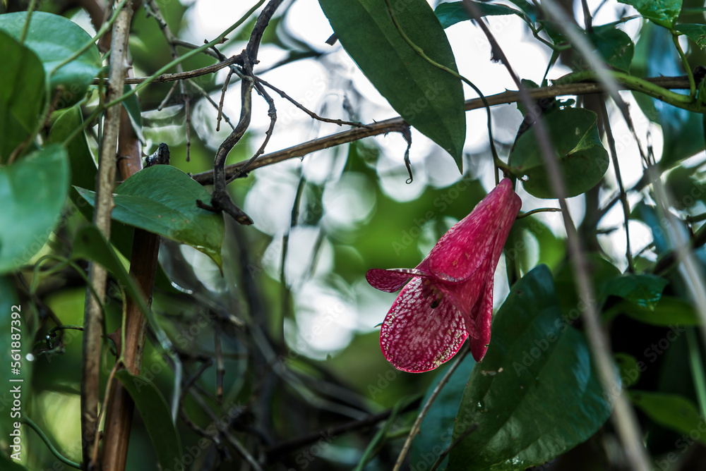 copíhue, copihue chileno, flor de chile, flor nacional de chile, flor ...