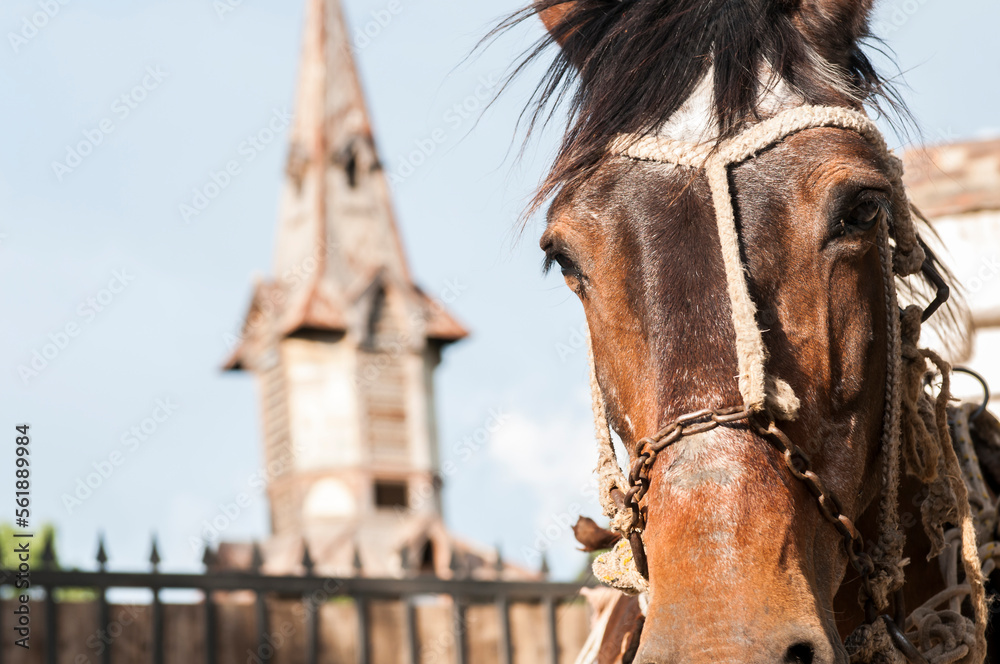 caballo, animal, administrar, café, retrato, chacras, naturaleza ...
