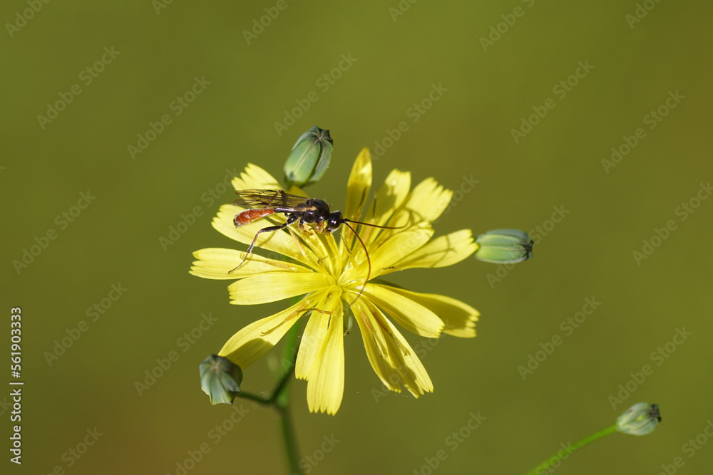 Small Ichneumon wasp of the subfamily Tryphoninae, family Ichneumonidae ...
