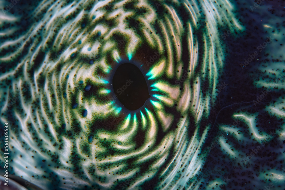 Detail of the siphon of a giant clam, Tridacna derasa, growing on a ...