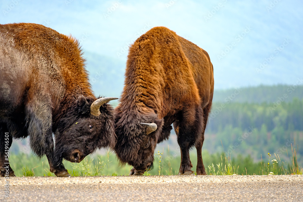 Alaskan Bison fighting head to head on the Alaska Highway Stock Photo ...