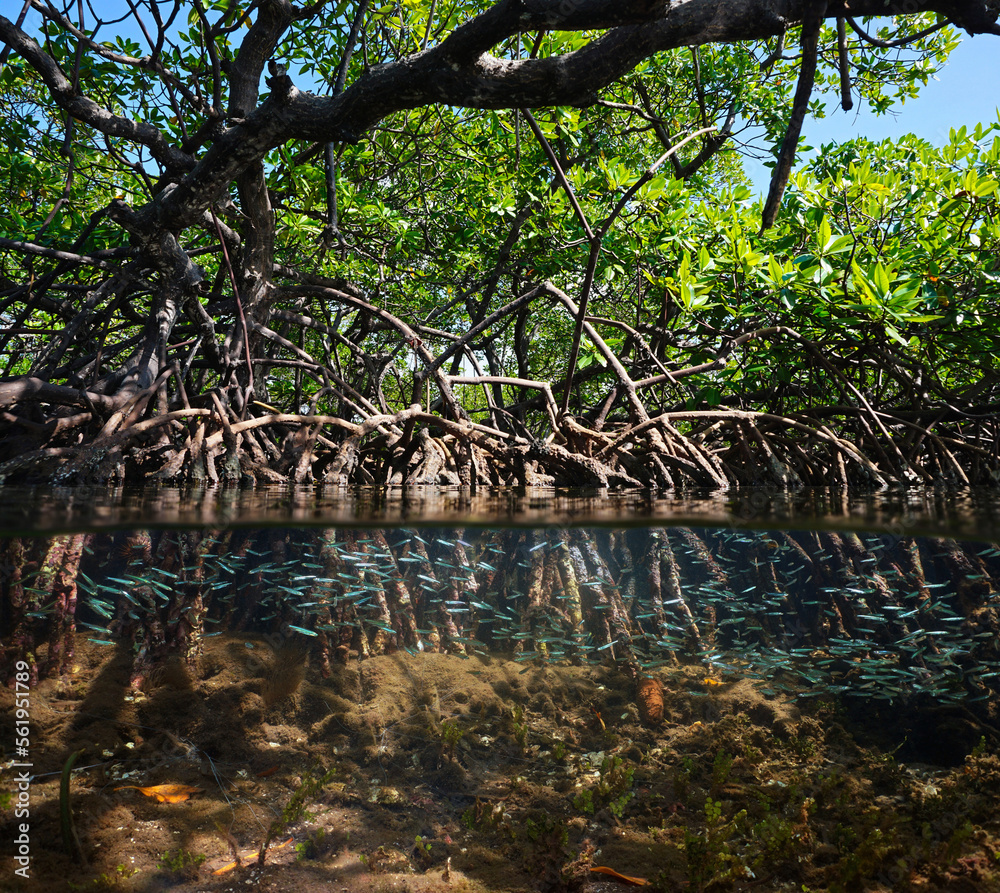 Mangrove trees in the sea, foliage with roots and shoal of fish ...
