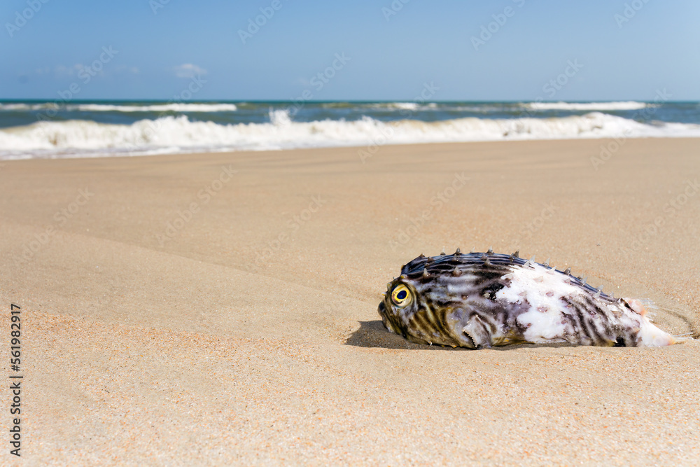 Spiny Tetraodontidae blowfish pufferfish swellfish in beach sand out of ...