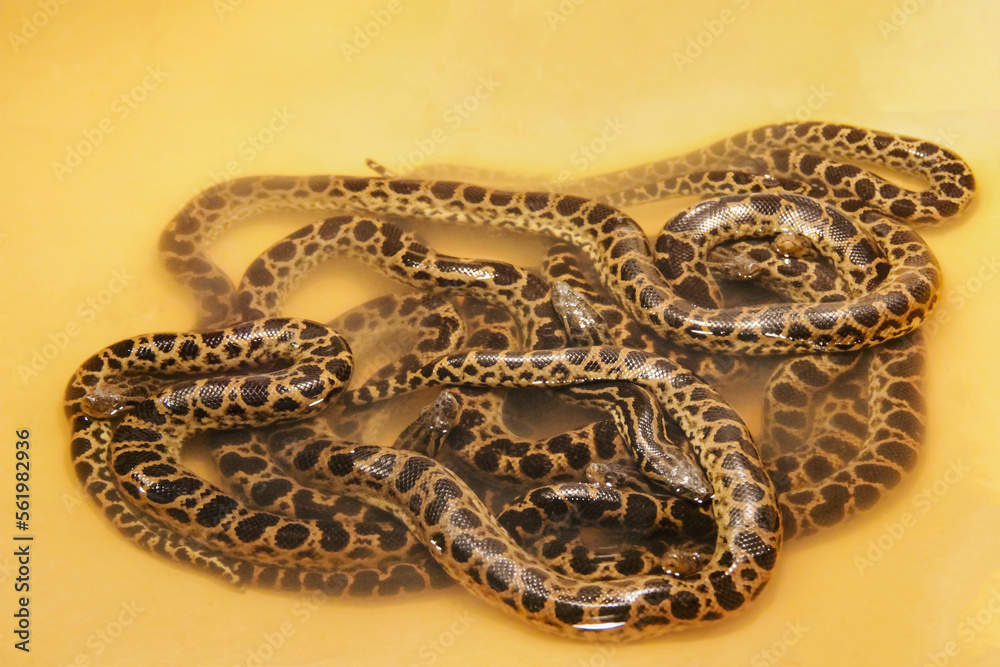 snake on the yellow background. black and yellow snakes. nasty wildlife ...