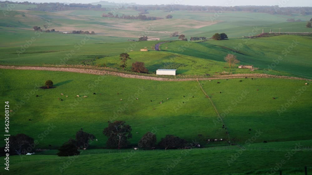 beautiful cattle in Australia eating grass, grazing on pasture. Herd of ...