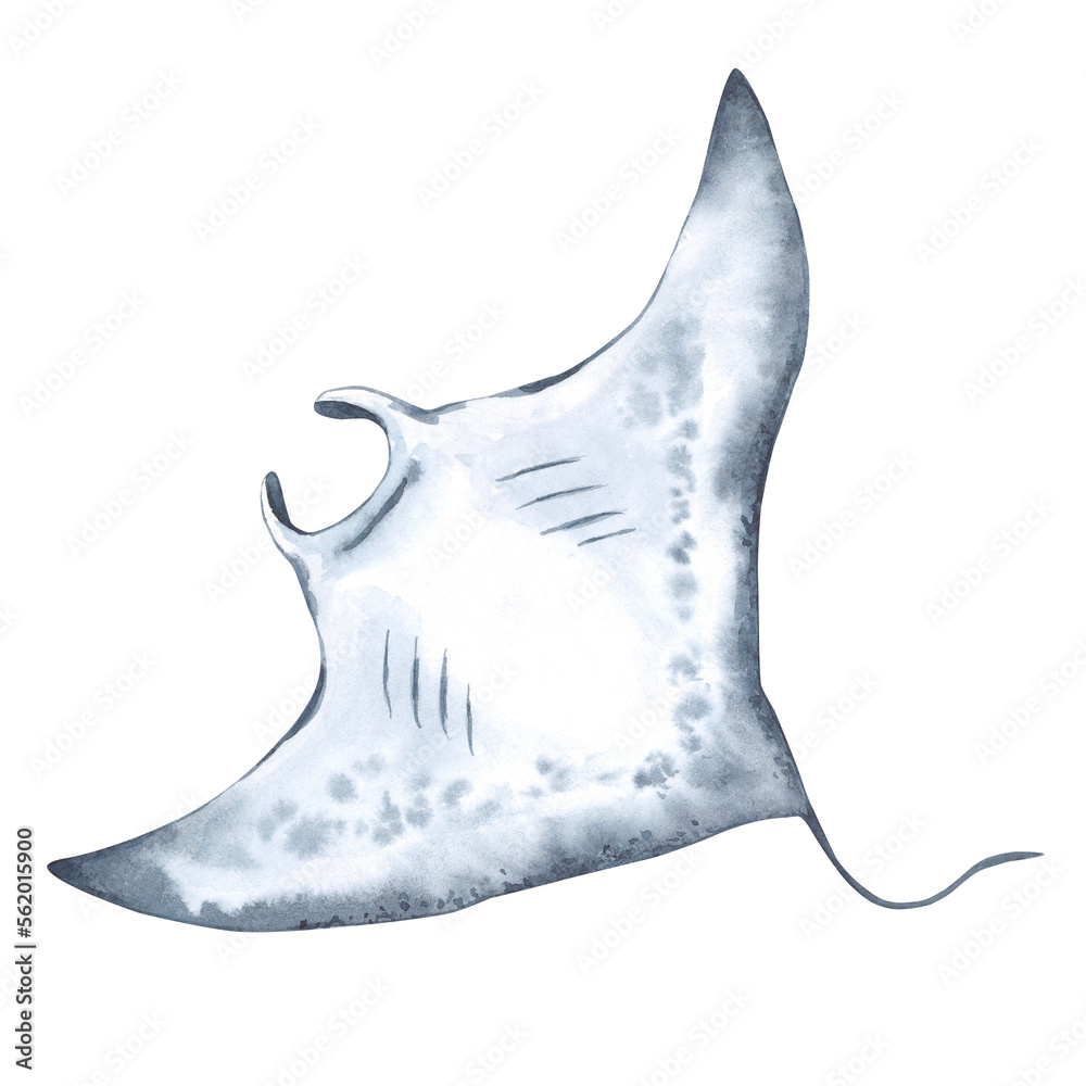 Giant watercolor manta ray, sea devil, bottom view. Hand-drawn ...