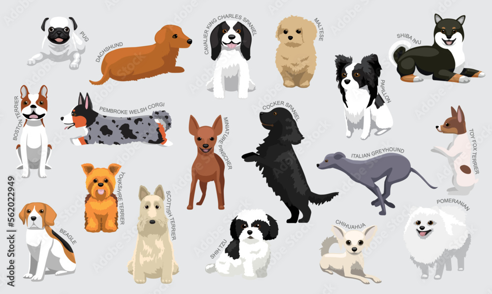 Little Dog Breeds With Names Set Various Kind Identify Cartoon Vector ...