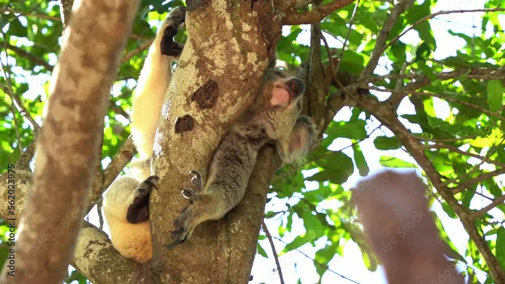 Stockvideo Australian protected species, sleepy wild koala ...