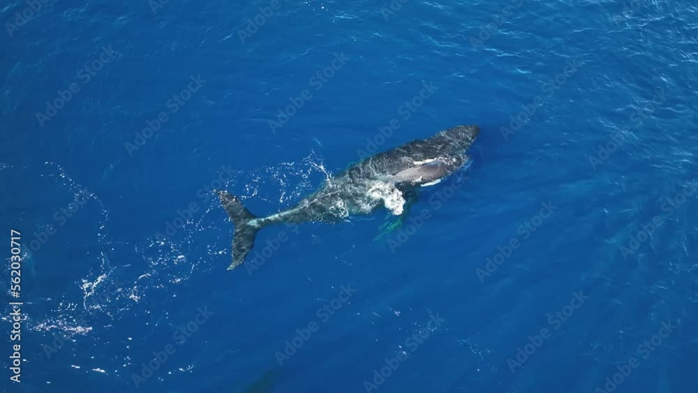 Newborn Whale Calf And Mom Displaying Intimate Social Emotional Bonding ...