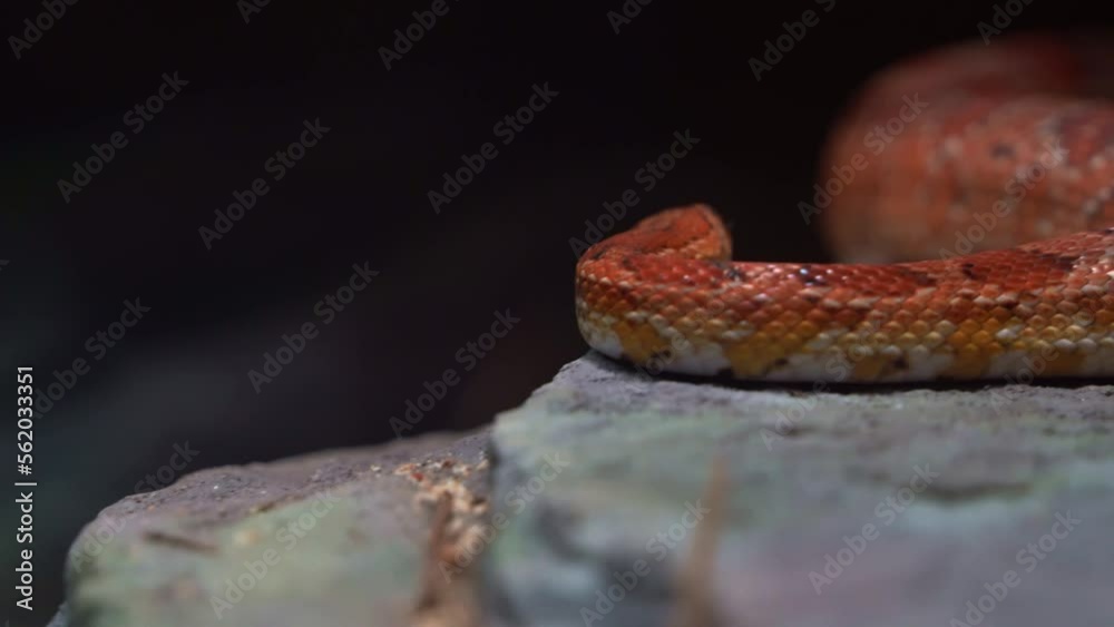 Close up shot of a non-venomous exotic species corn snake, pantherophis ...