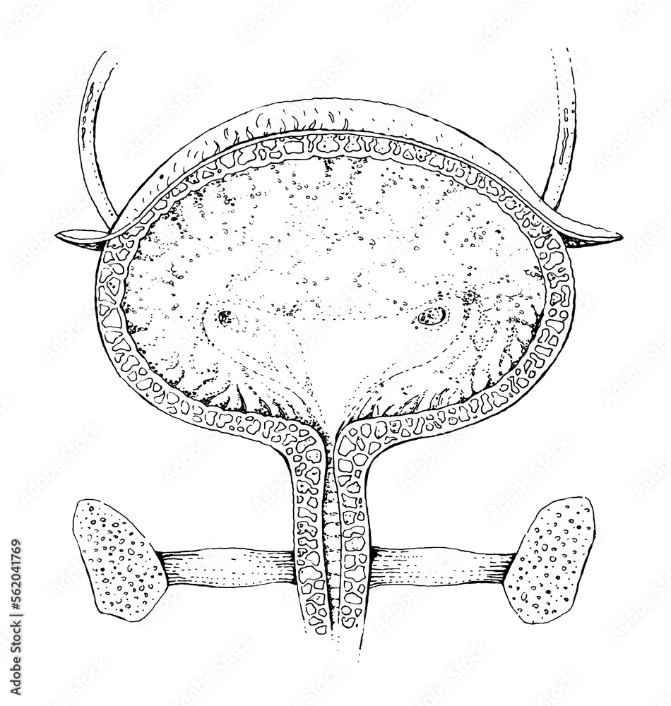 Human bladder anatomy - detailed black and white illustration - human ...