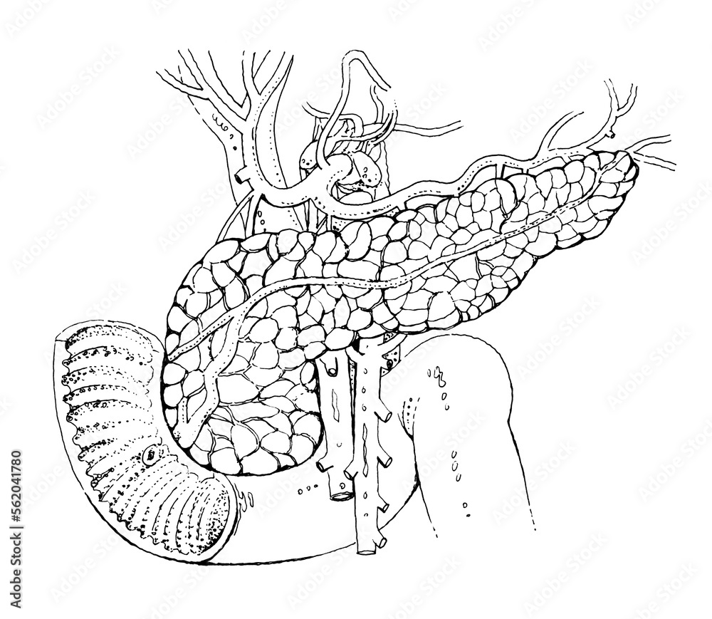 Human pancreas anatomy - detailed black and white illustration - human ...