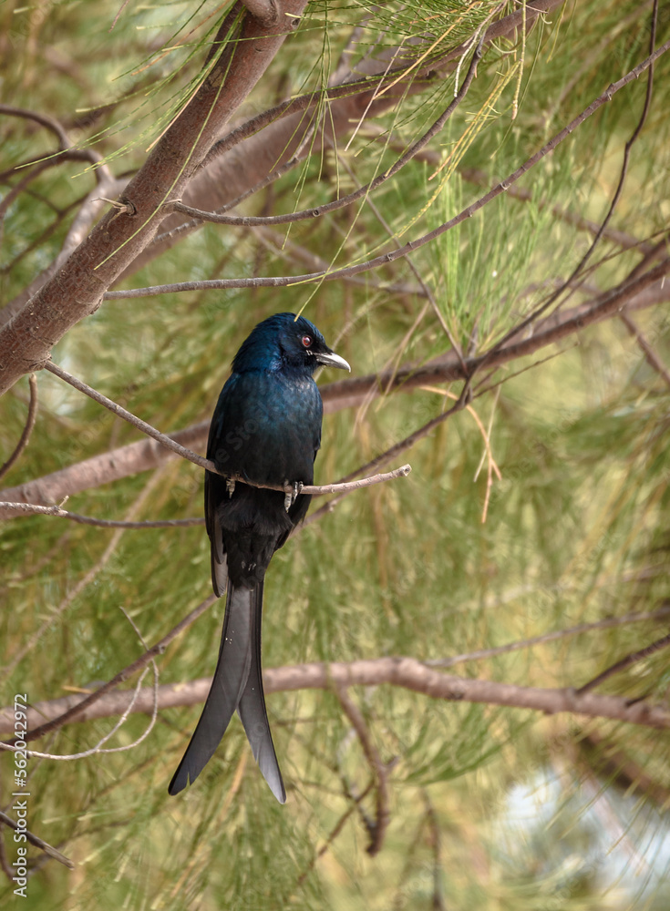 The Back Drongo (Dicrurus macrocercus) is a small Asian passerine bird ...