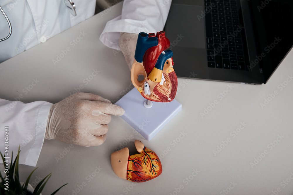 Doctor cardiologist showing anatomical model of human heart. Heart ...