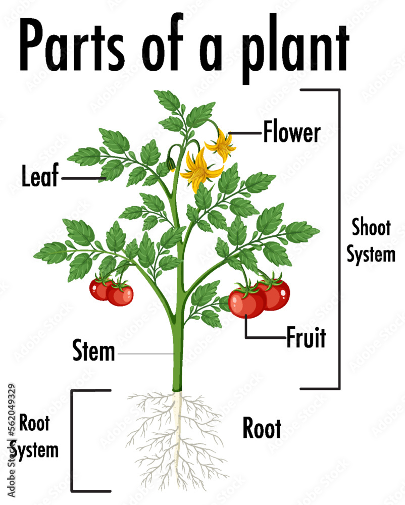 Diagram showing parts of a plant Stock Vector | Adobe Stock