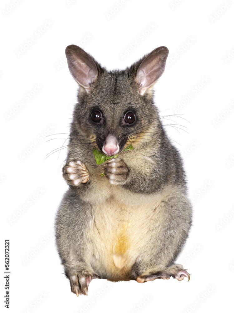 Brushtail Possum aka Trichosurus vulpecula, sitting facing front ...