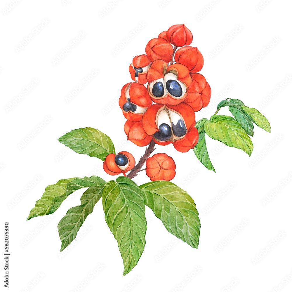 Organic superfoods guarana. Watercolor of the Paullinia cupana chain ...