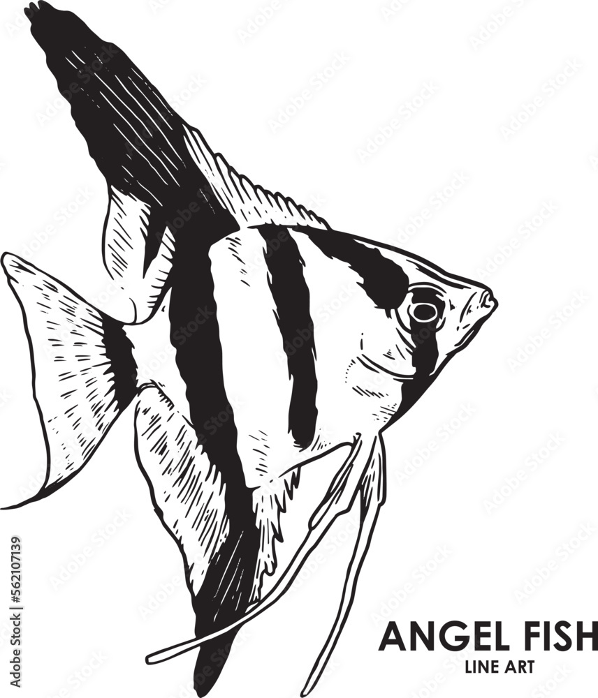 Angel Fish Drawings
