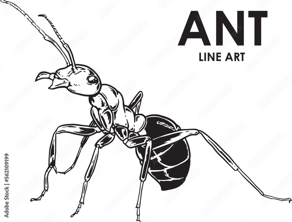 Hand draw vintage ant premium vector Stock Vector | Adobe Stock