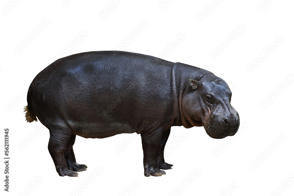 Pygmy hippopotamus isolated on transparent background png file Stock ...