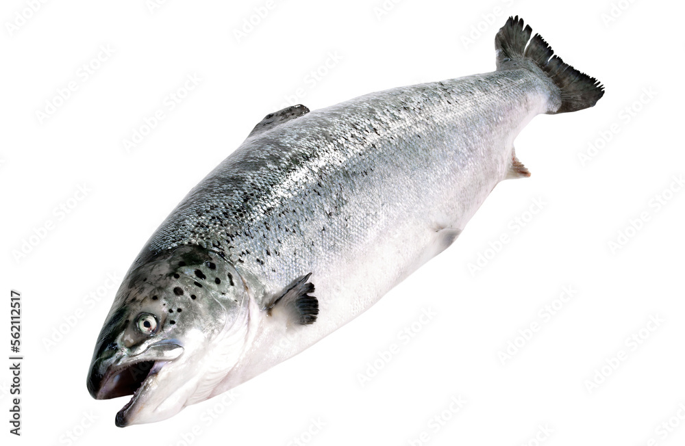 Salmon - Whole Fish PNG Transparent Background Stock Photo | Adobe Stock