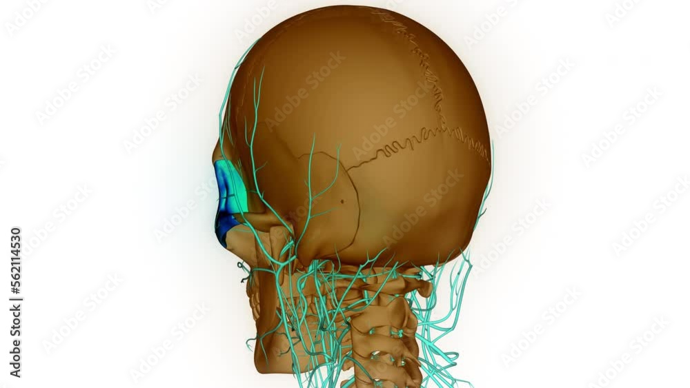 Human Skeleton System Skull Bone Parts Zygomatic Bone Anatomy Animation ...