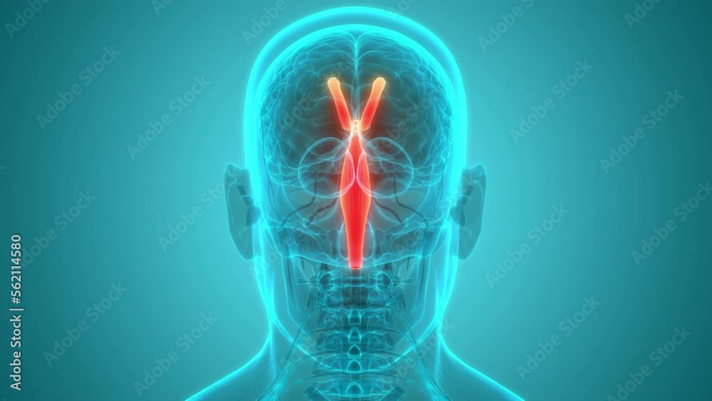 Central Organ of Human Nervous System Brain Anatomy Animation Concept ...
