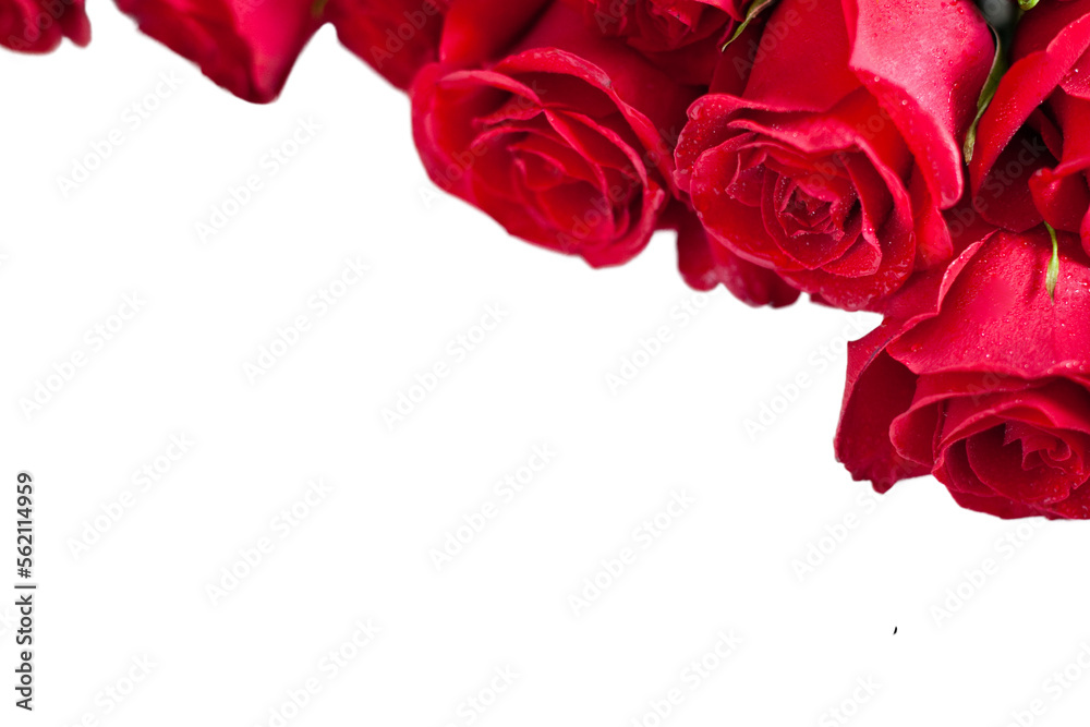 bouquet of roses on transparent background Stock Photo | Adobe Stock