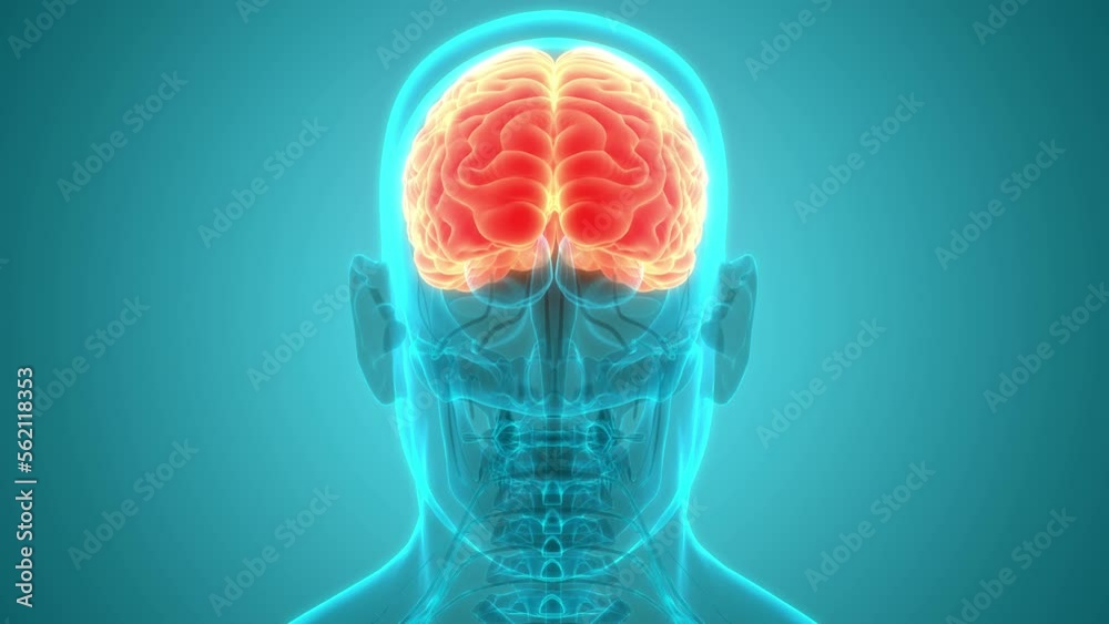 Central Organ of Human Nervous System Brain Anatomy Animation Concept ...