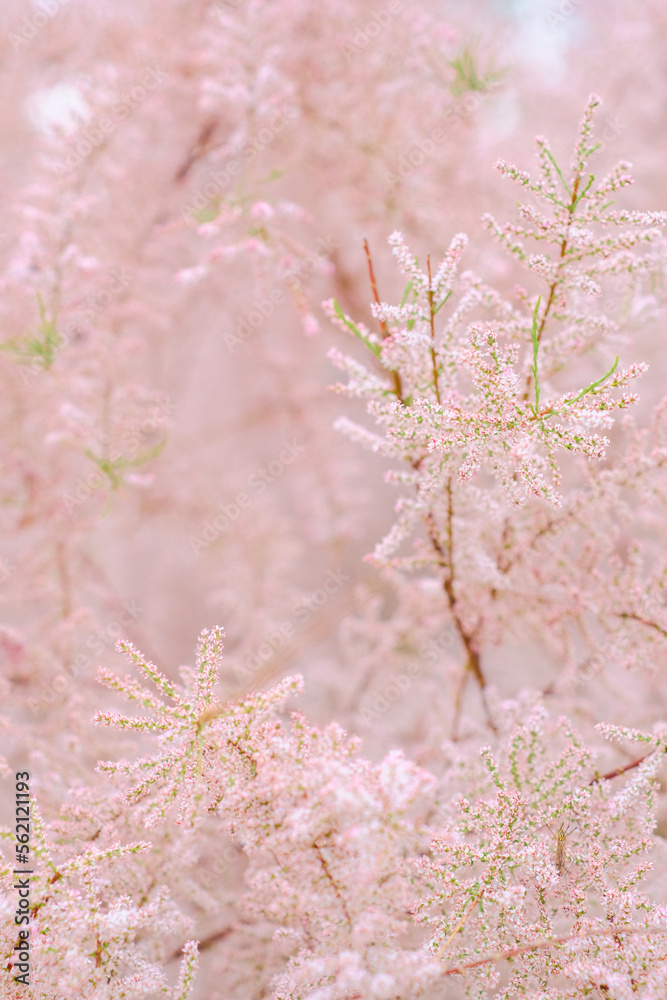 Pink flowers of Tamarix parviflora. Bright gentle delicate natural ...