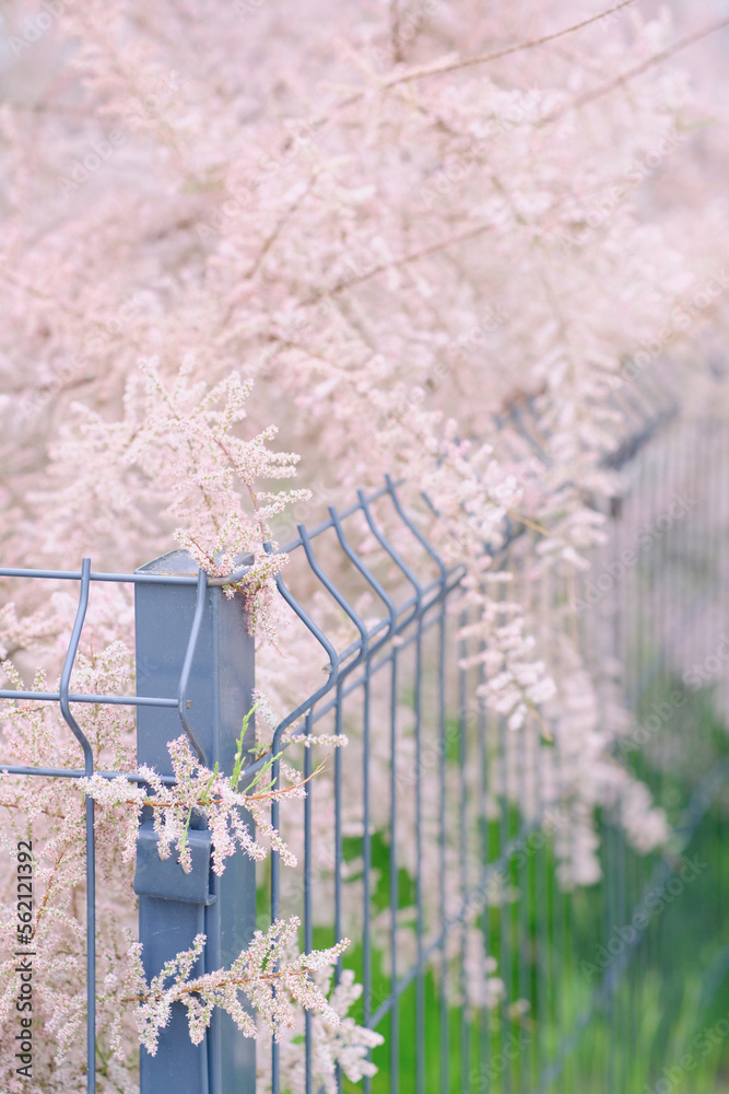 Pink flowers of Tamarix parviflora. Bright gentle delicate natural ...