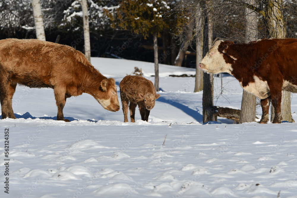 Beef Cows In Winter