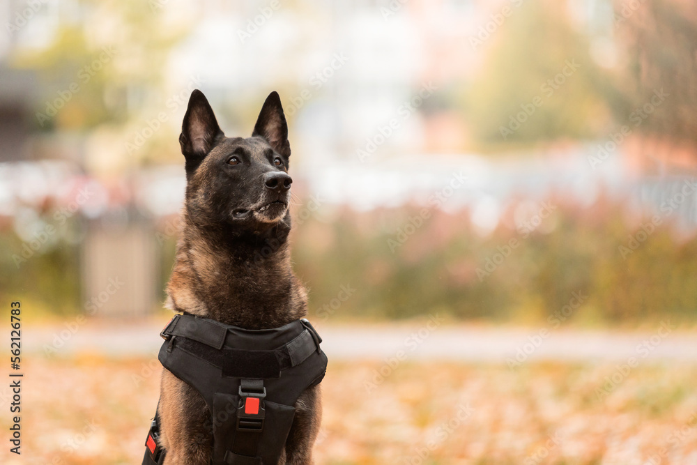 Dog armor. Dog in a bulletproof vest. Belgian Shepherd Malinois ...