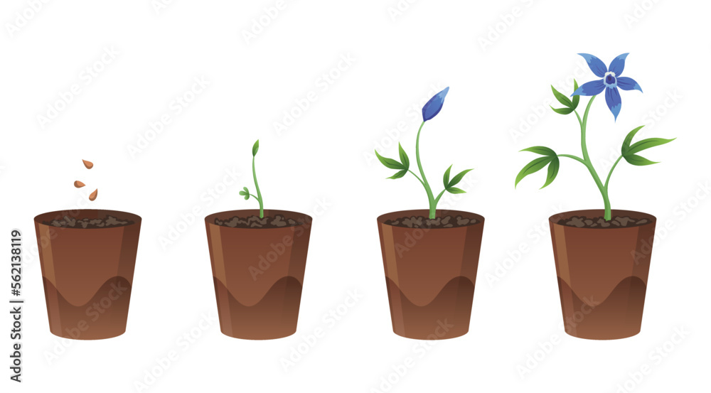 Flower growth stages in brown pot on white background. Phases from seed ...