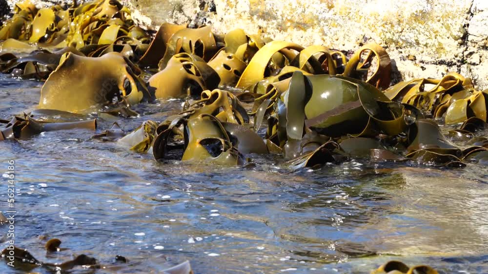 Seaweed and bull kelp growing on rocks in the ocean in australia. Waves ...
