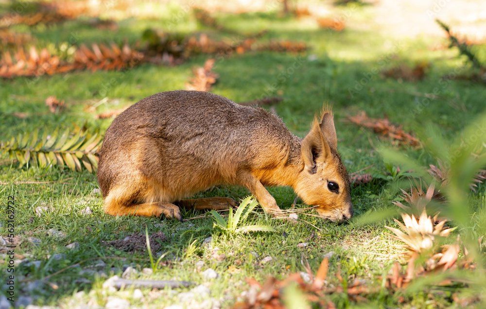 Cute wild beautiful brown patagonia mara, rodent, hare in Argentina ...
