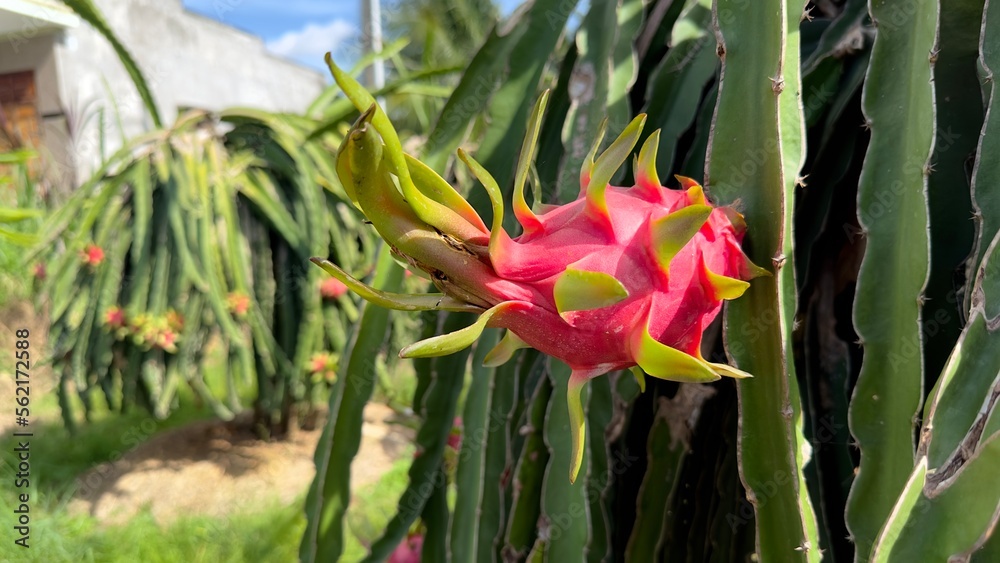 dragon fruit on the dragon fruit pitaya tree, harvest in the agriculture farm at asian exotic ...