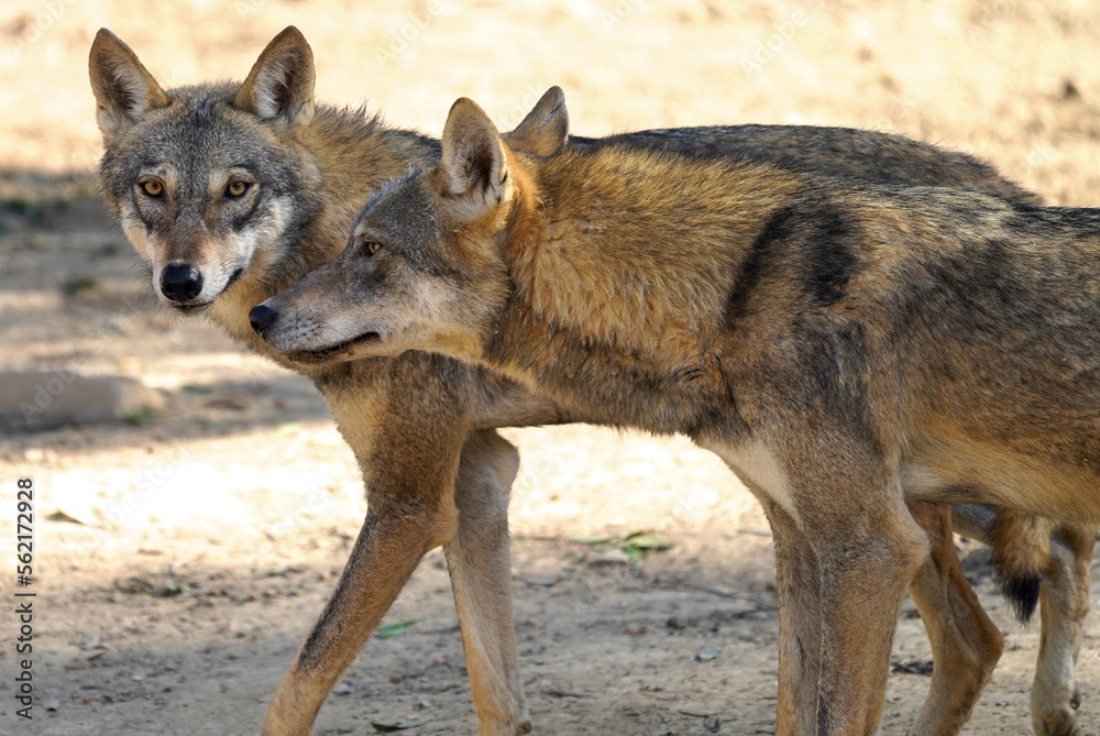 Arabian wolf (Canis lupus arabs) male and female staring on the camera ...