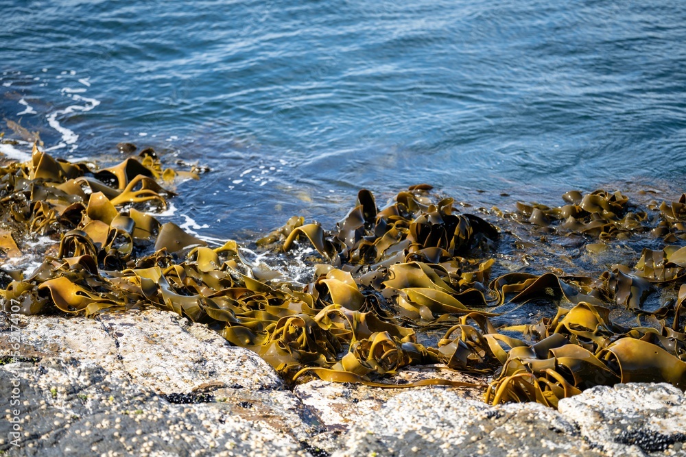 Seaweed and bull kelp growing on rocks in the ocean in australia. Waves ...