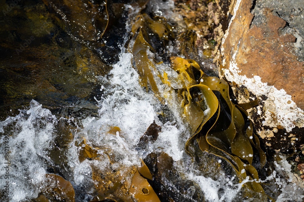 Bull kelp seaweed growing on rocks. Edible sea weed ready to harvest in ...