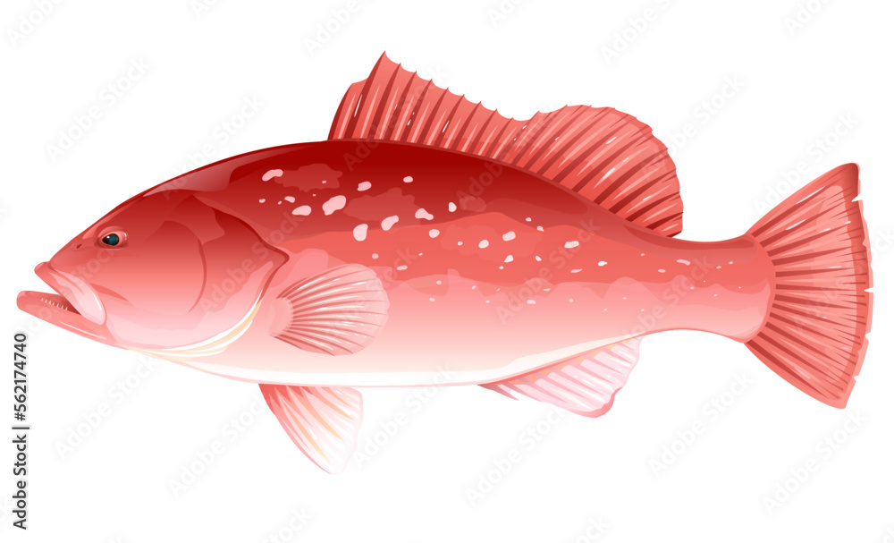 One Red grouper fish in side view, high quality illustration of sea fish, realistic sea fish ...