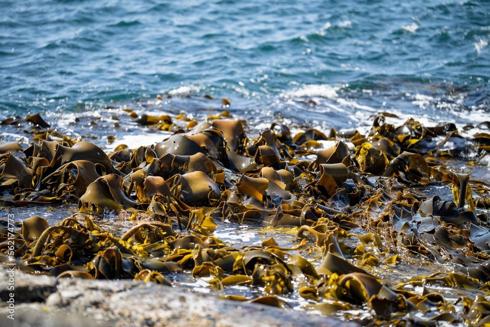 Seaweed and bull kelp growing on rocks in the ocean in australia. Waves ...