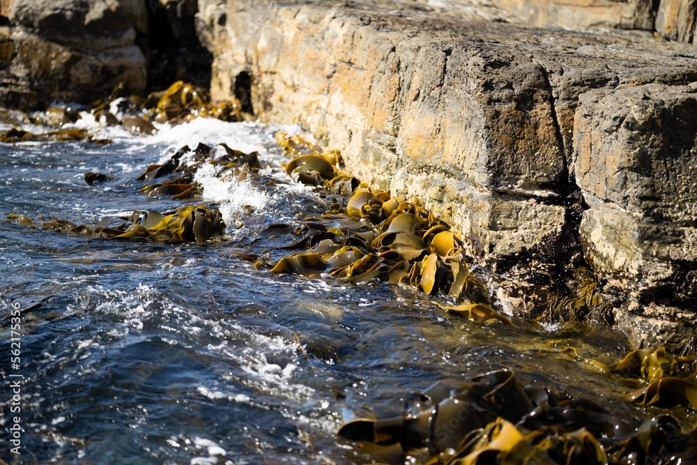 Seaweed and bull kelp growing on rocks in the ocean in australia. Waves ...
