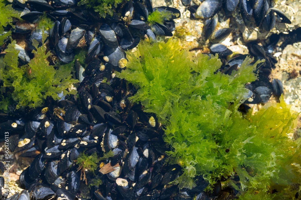 Seaweed and bull kelp growing on rocks in the ocean in australia. Waves ...