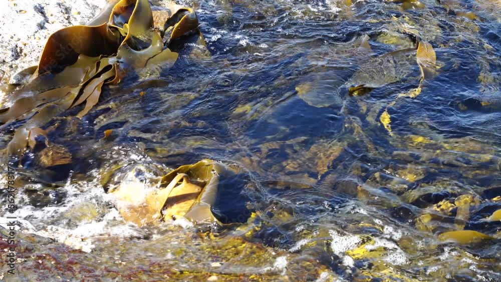 Seaweed and bull kelp growing on rocks in the ocean in australia. Waves ...