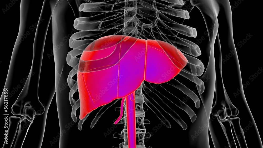 Human Anatomy internal organs liver anatomy For medical concept 3D ...